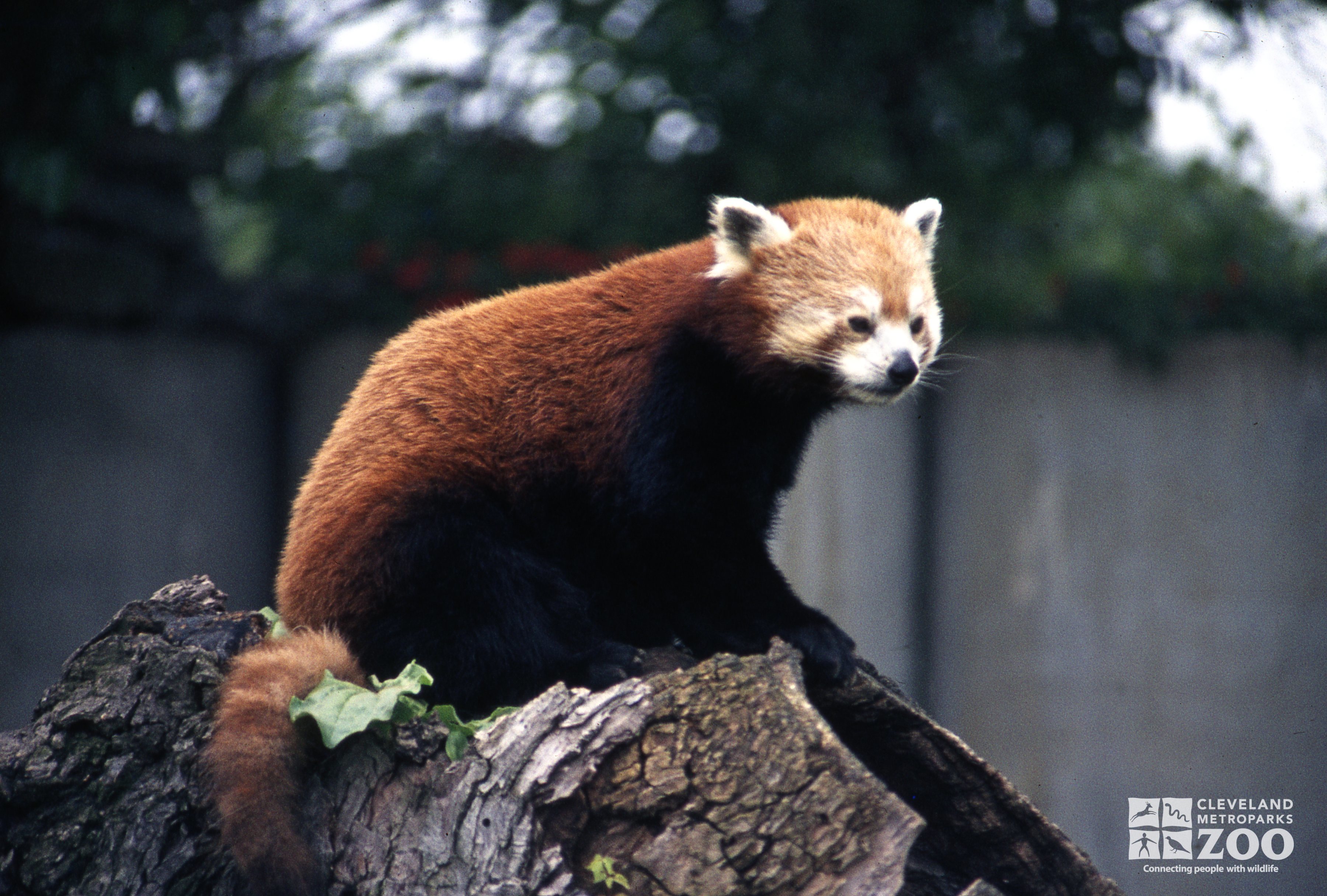 Panda Sitting Side View