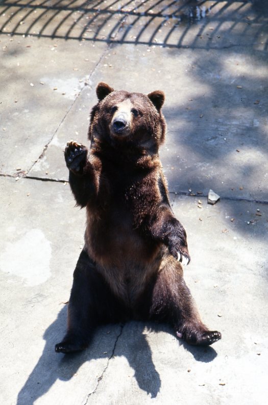 Grizzly Bear Sitting Down