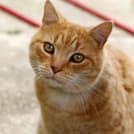 How to Better Preprocess Images for Deep Learning in Python