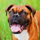 How to Better Preprocess Images for Deep Learning in Python