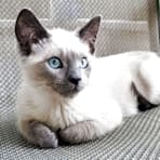 How to Better Preprocess Images for Deep Learning in Python