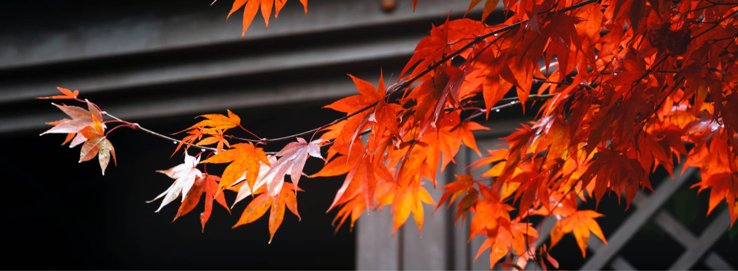 Maple Sushi | Japanese Restaurant in Surrey | Order Online