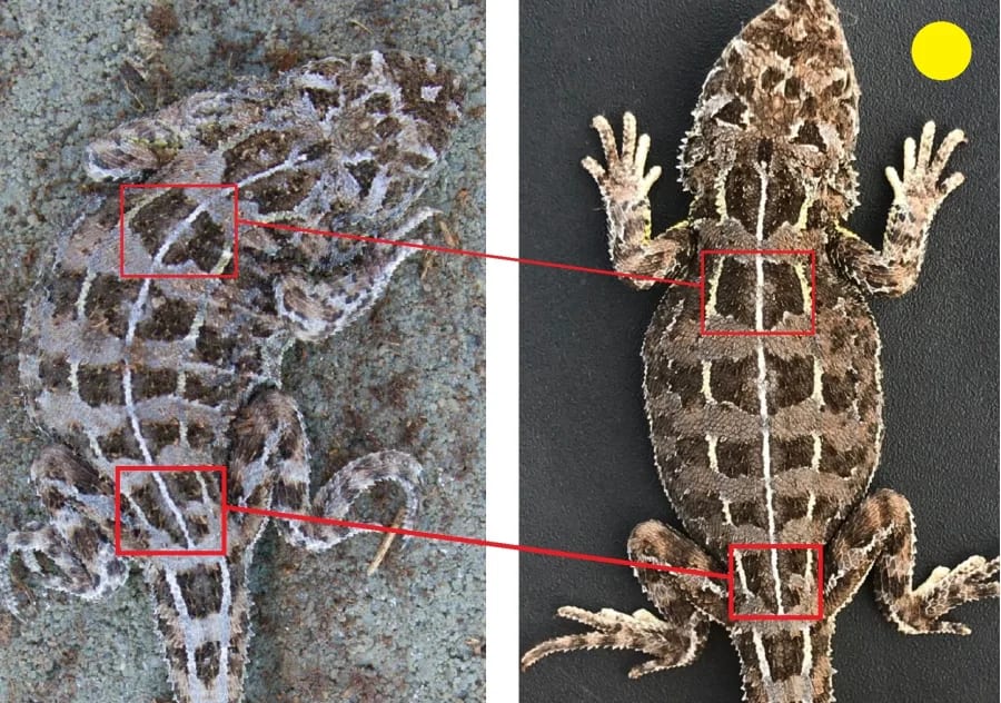 Photo-identification of grassland earless dragons