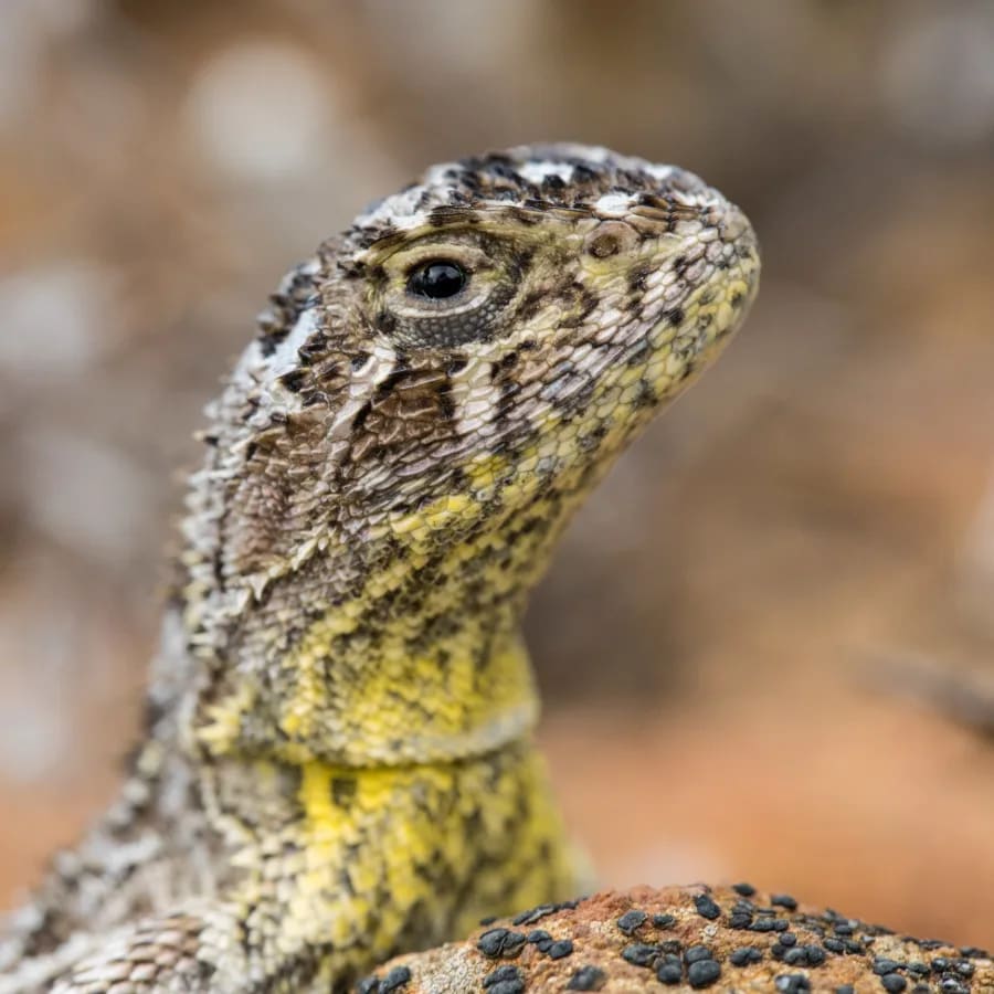 Photo-identification of grassland earless dragons