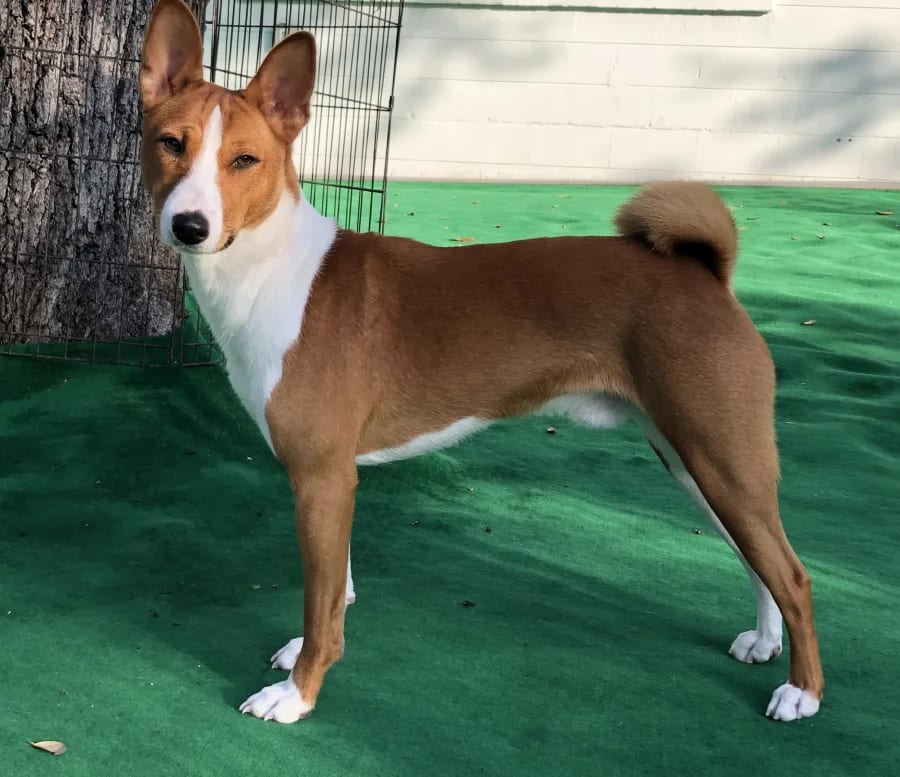 Camp Basenji foster vetting