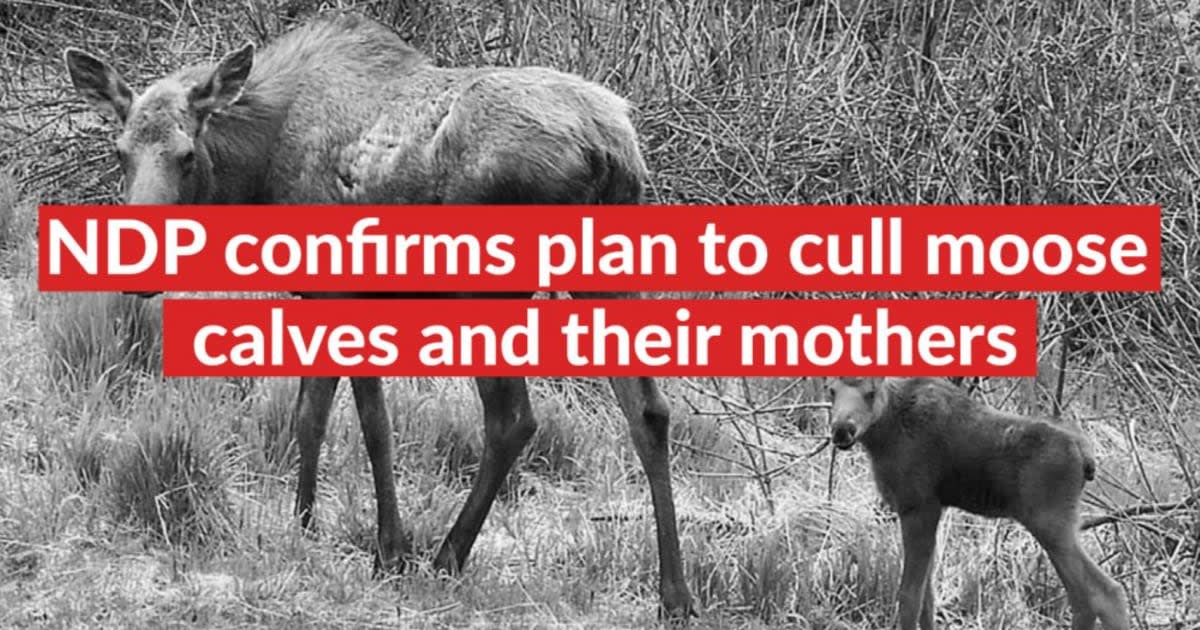 The NDP's planned cull of moose calves