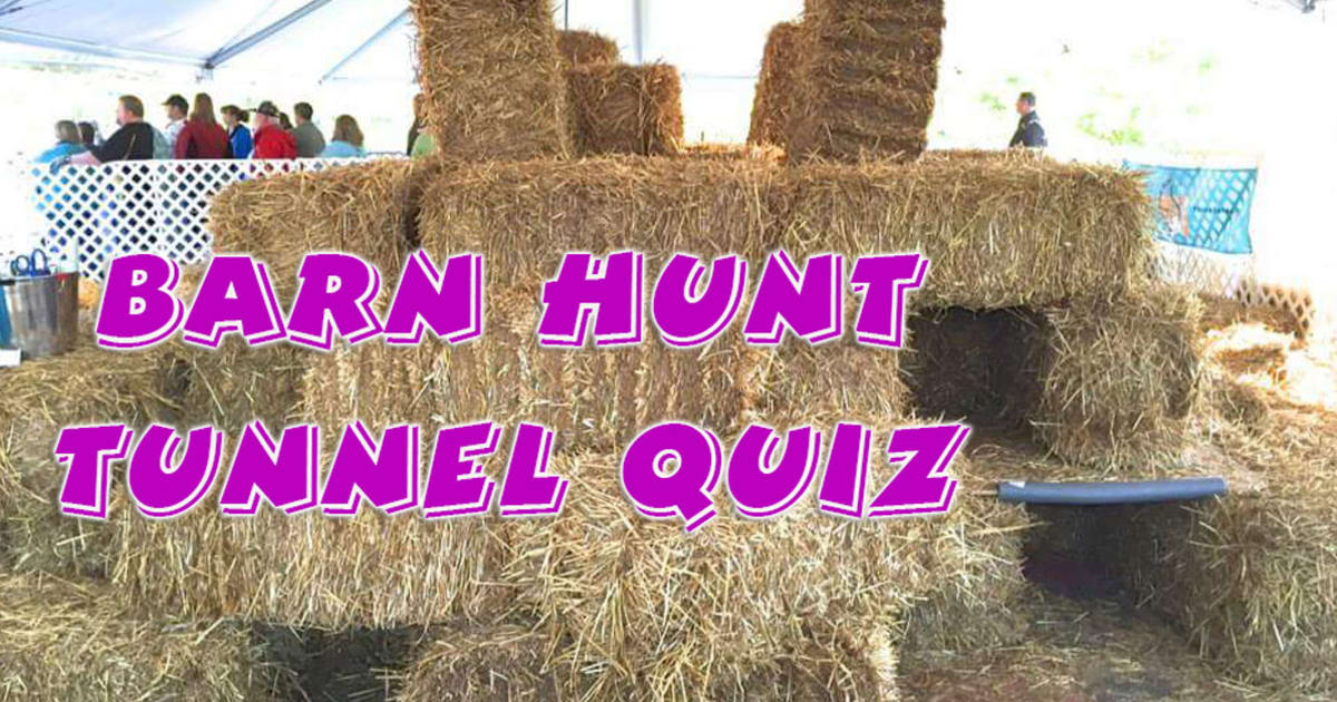 Barn Hunt Tunnel Mania Quiz