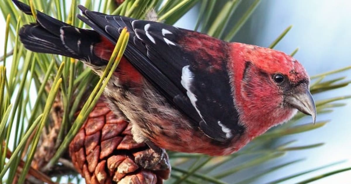 Conifers and the Birds They Support