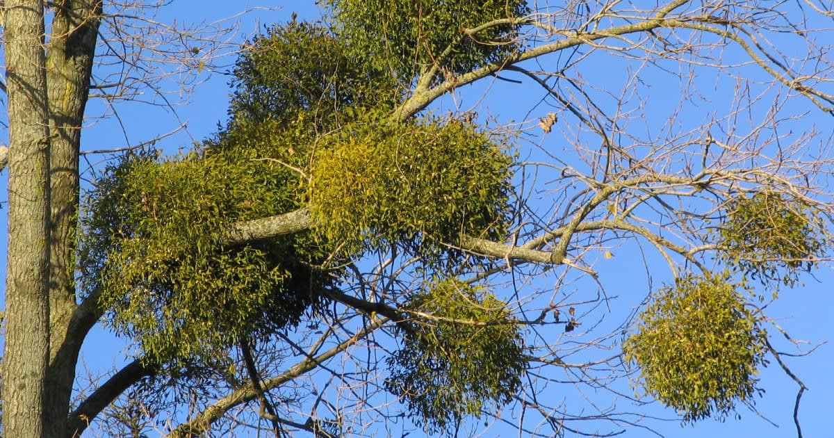 Mistletoe