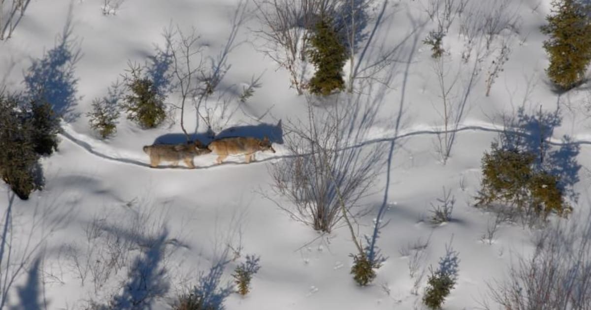 Upper Peninsula of Michigan Wolf Survey