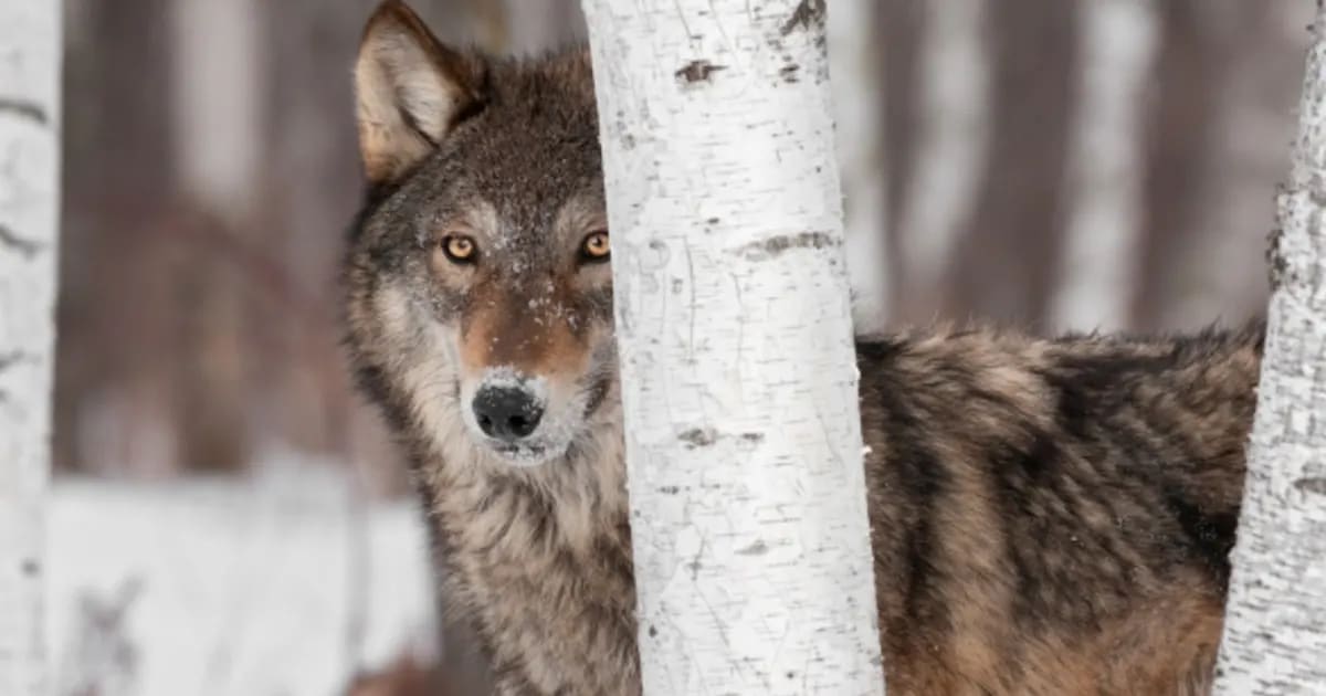 Wolf Encounters in the Upper Peninsula of Michigan