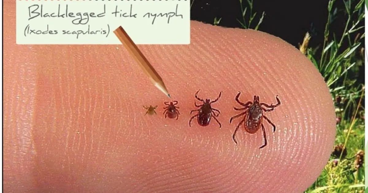'BE TICK-SMART' CONTEST