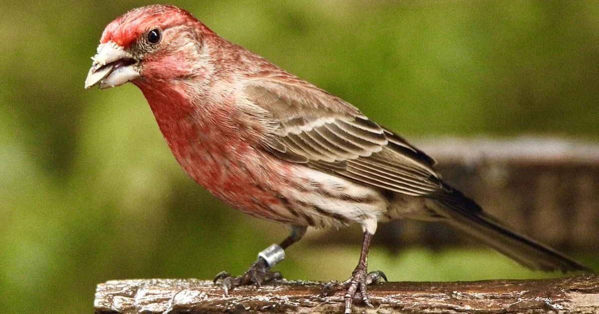 What is bird banding?