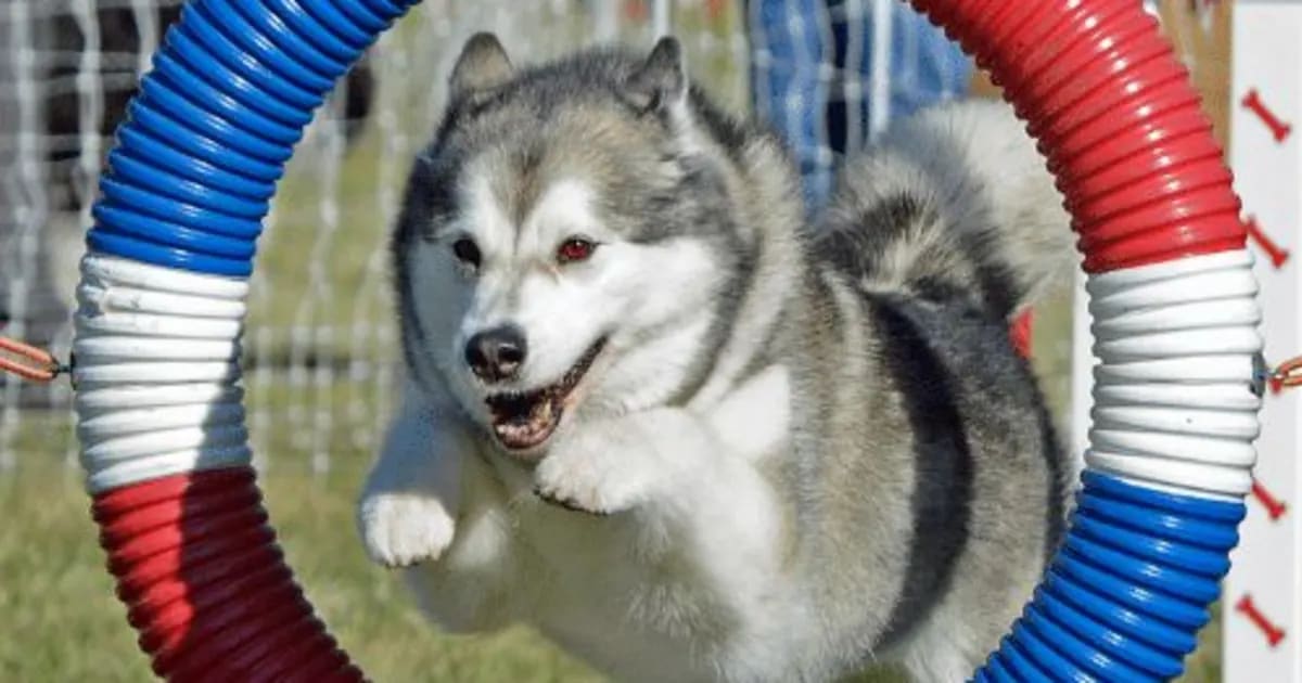 Dog Agility