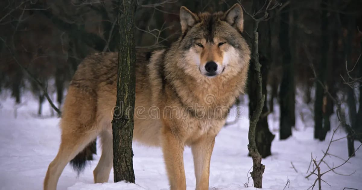 2021 Upper Peninsula of Michigan Wolf Survey