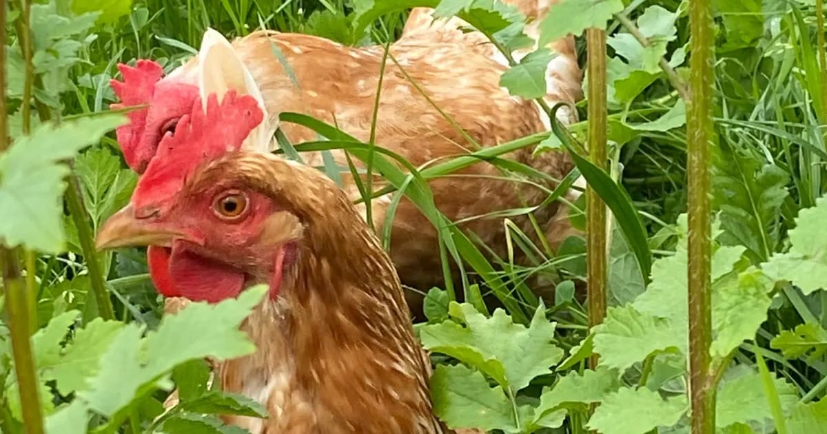 Vote for your favorite Hen name!