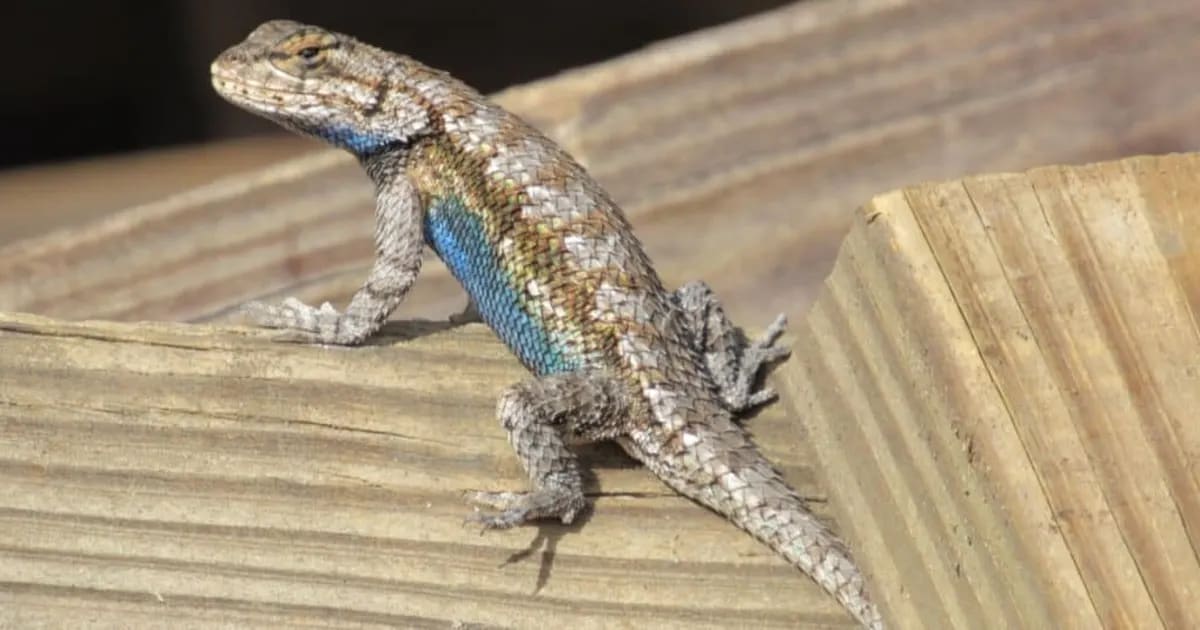 Lizards and Skinks of Illinois