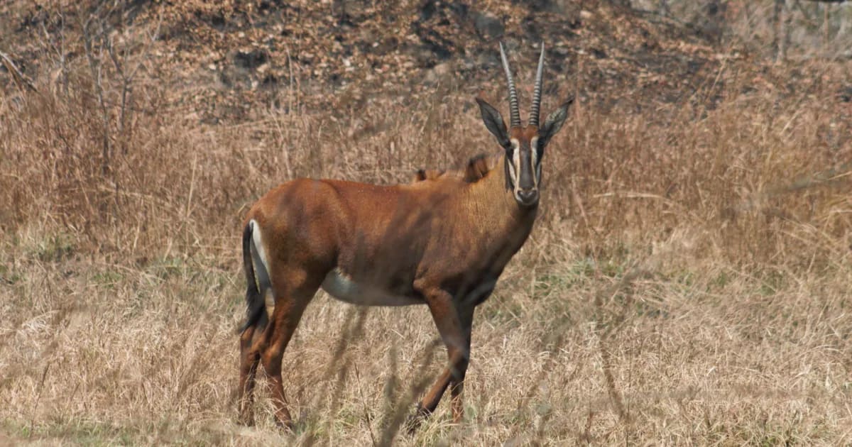 FUN FACTS about GNAP WILDLIFE!