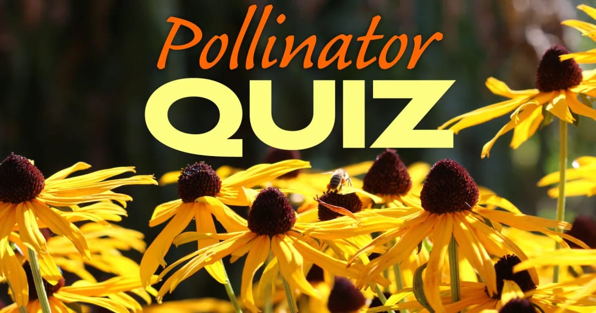Pollinator Week Quiz