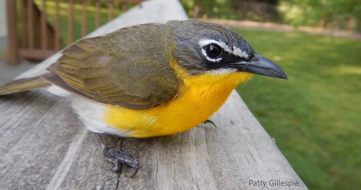 Seeing Spots, and Dots, Circles, Swirls and Whorls