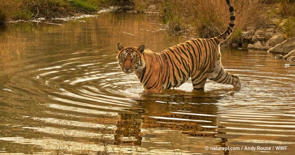 What do you know about Tigers?