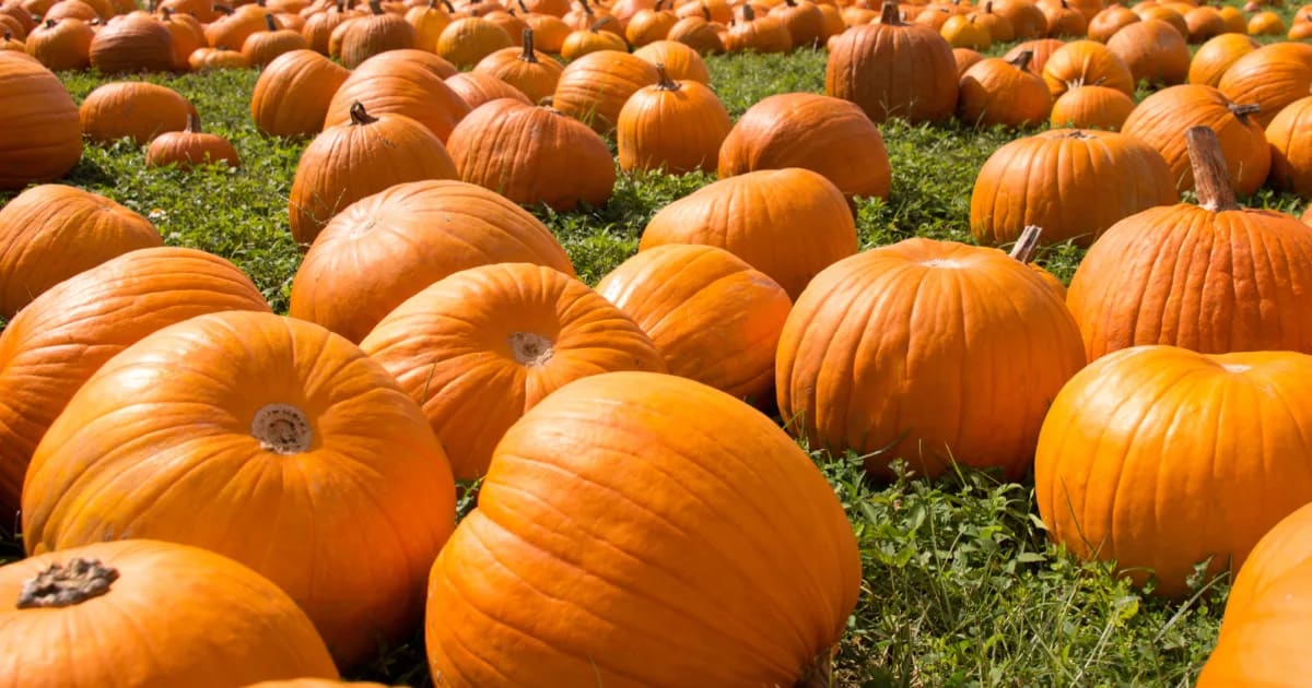 Happy National Pumpkin Day!