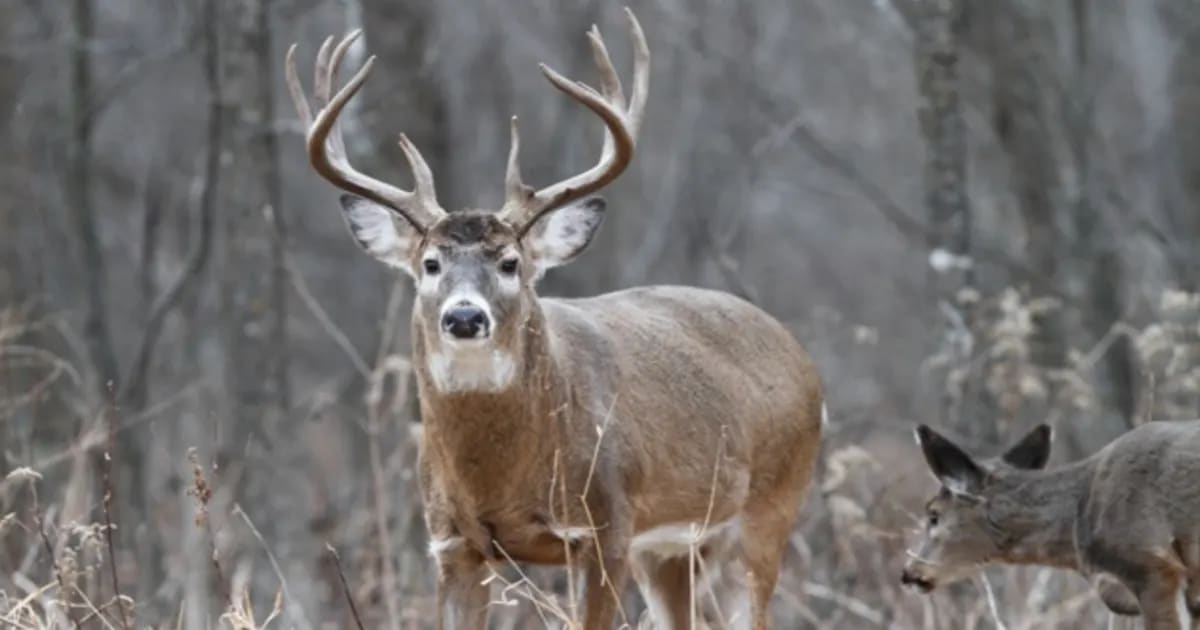 2022 Upper Peninsula Deer Season