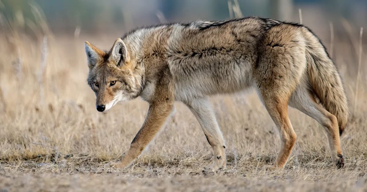 How well do you know Coyote?