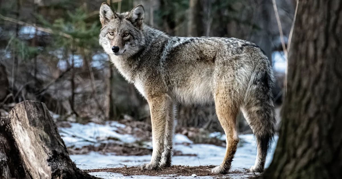 What's unique about the Eastern coyote AKA Coywolf?