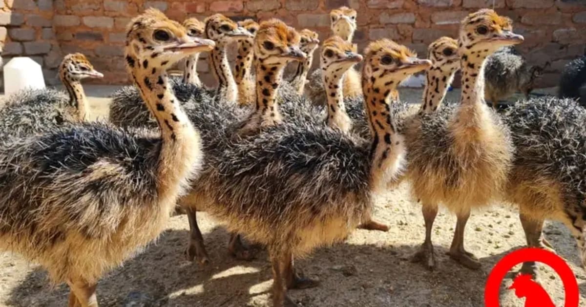 Ostrich chicks