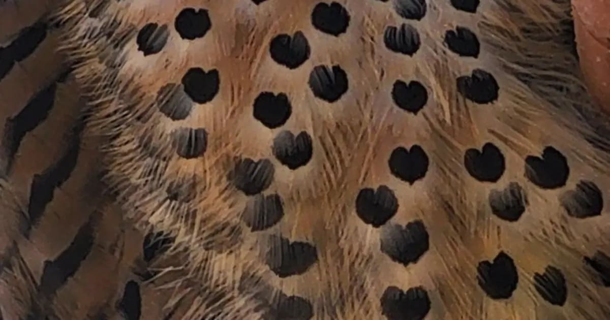 Love Bird Behavior