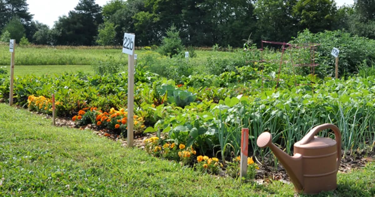 Community Garden