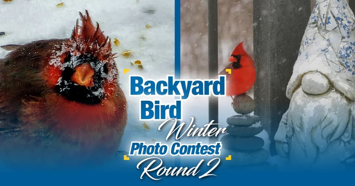 CountryMax Backyard Birding Photo Contest 2023 - Final Four, Round Two