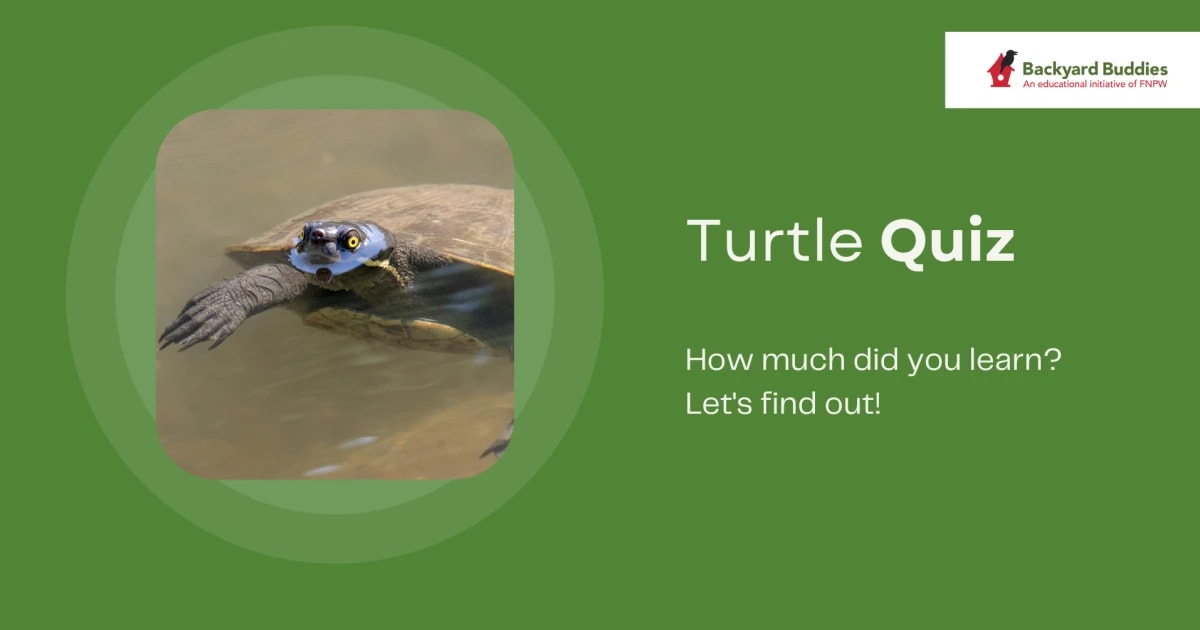 June is Turtle Quiz