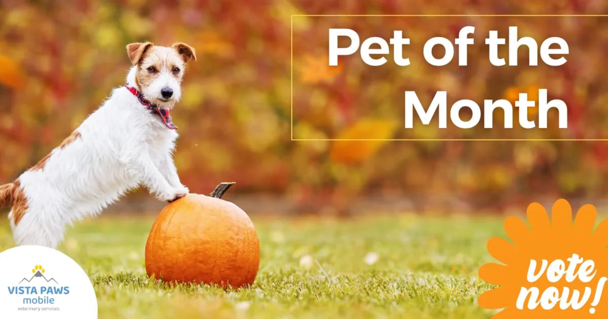 Vista Paws Pet of the Month!