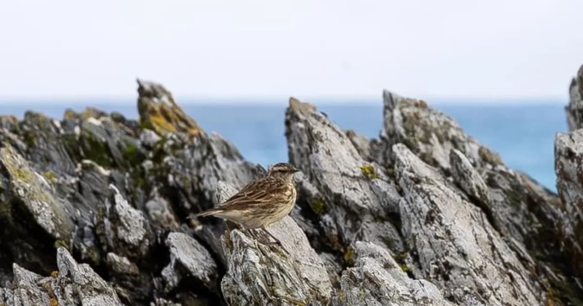 2025 Chatham Island Bird tour