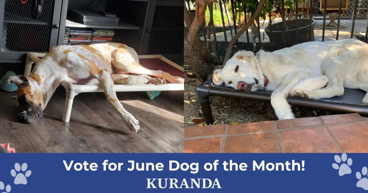 June Dog of the Month Contest