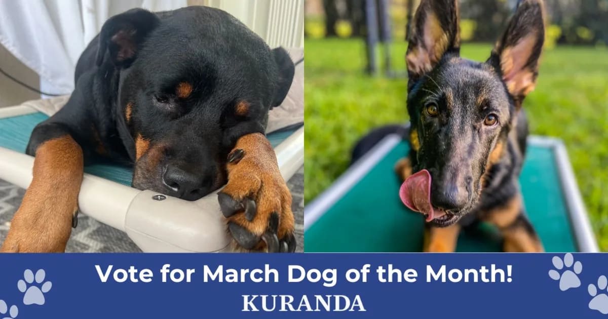 March Dog of the Month Contest