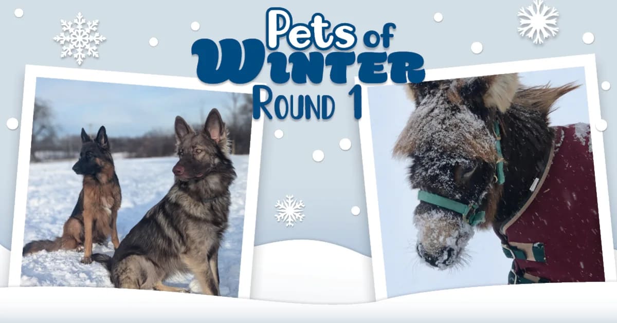 CountryMax Pets of Winter Photo Contest 2025 - Final Four, Round One
