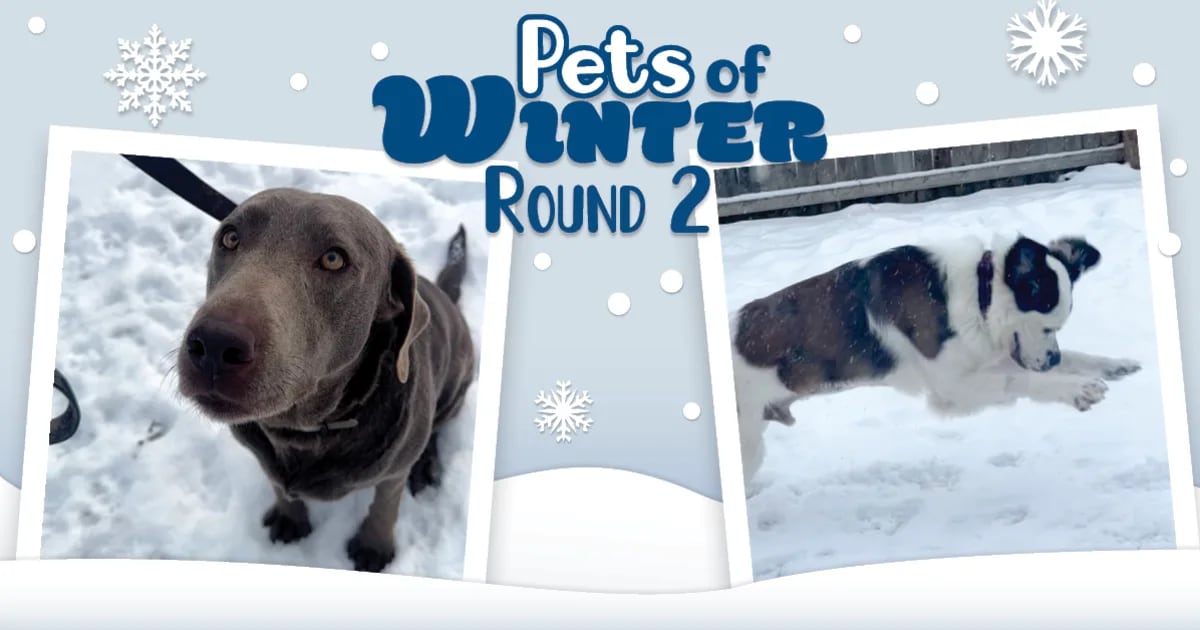 CountryMax Pets of Winter Photo Contest 2025 - Final Four, Round Two