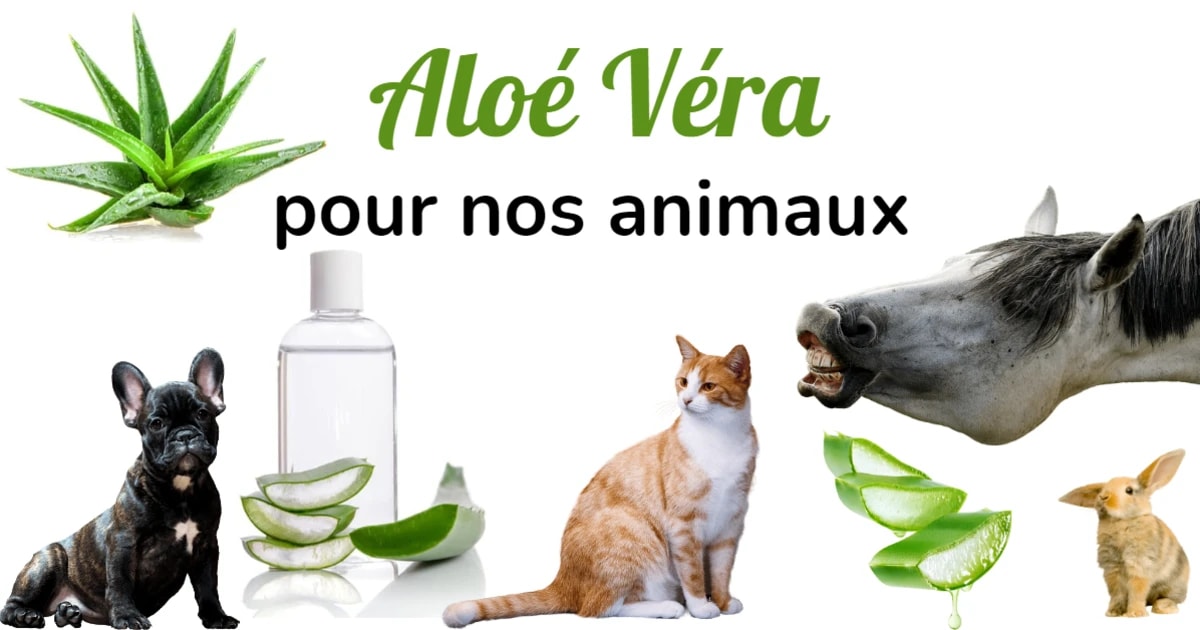 Aloé Véra pour nos animaux