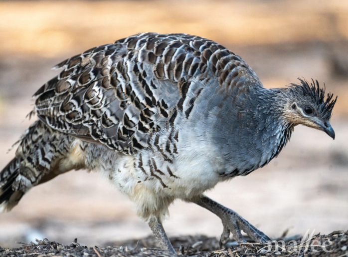 Rain gives mallee fowl a breeding boost Rain gives mallee fowl a breeding boost
