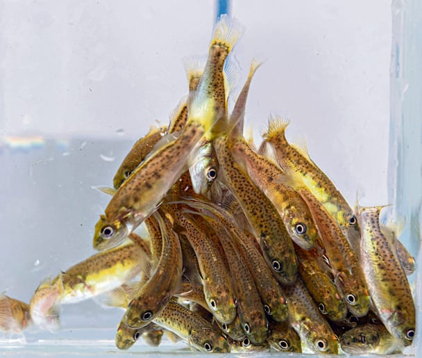 Rare cod on menu for peckish birds