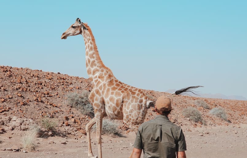 A long day's work for giraffes