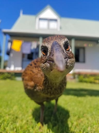 They're back! Weka returning to city fringes