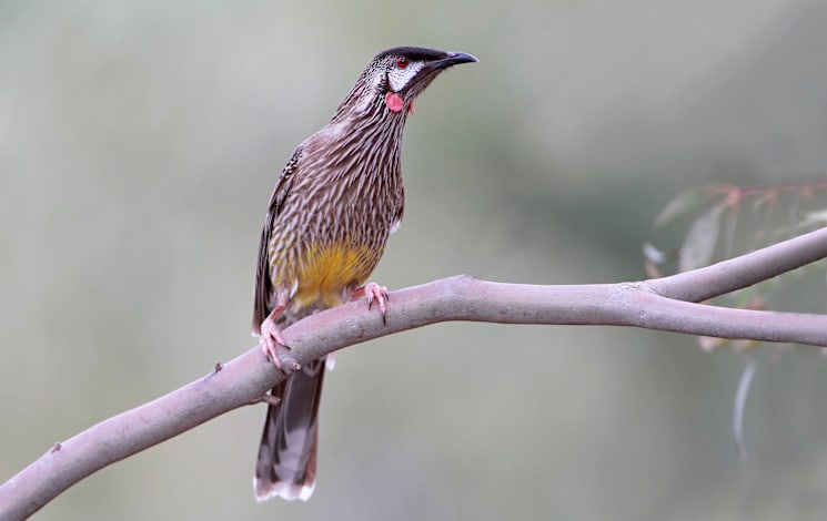 Red Wattlebird