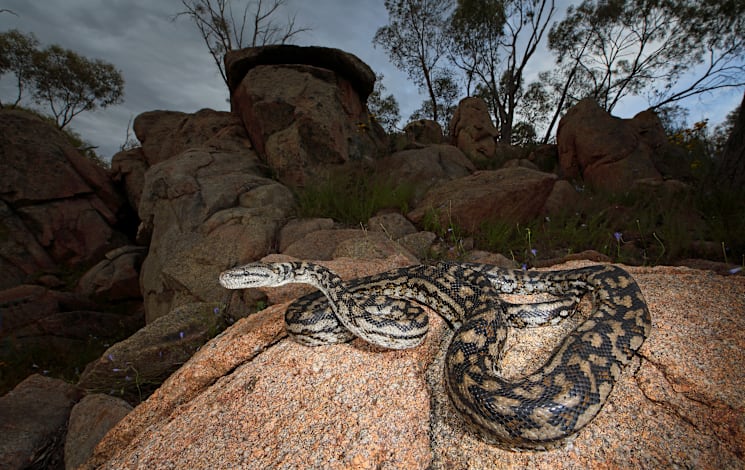 Inland Carpet Python