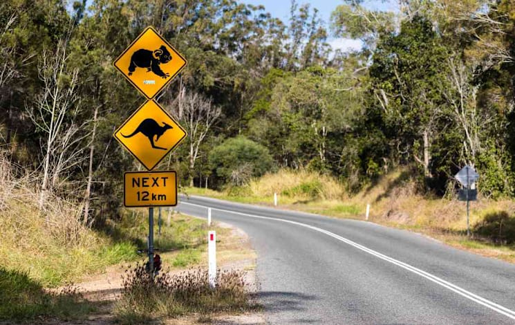 Roo collisions on the rise across the state