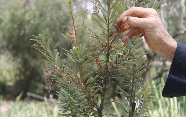 Ringbarking concern over local trees