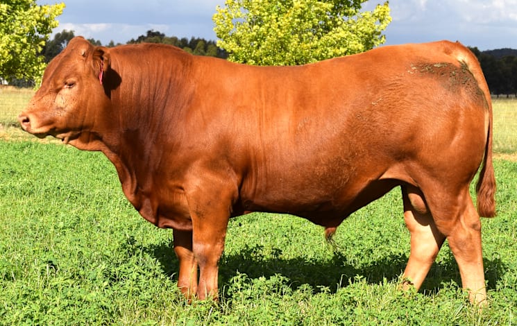 Celebrating 40 years of breeding, 50 years in Australia